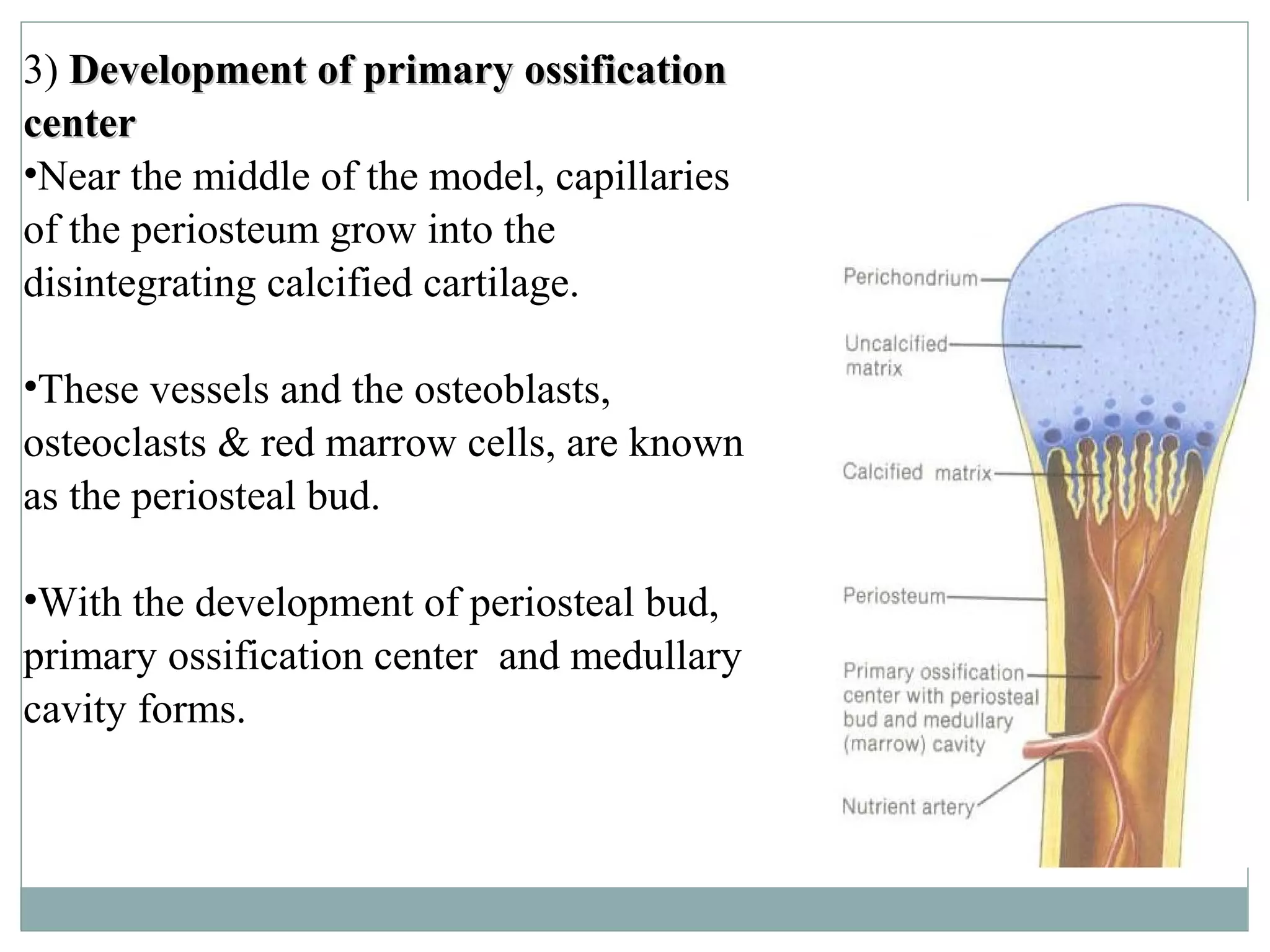 Bone physiology | PPT