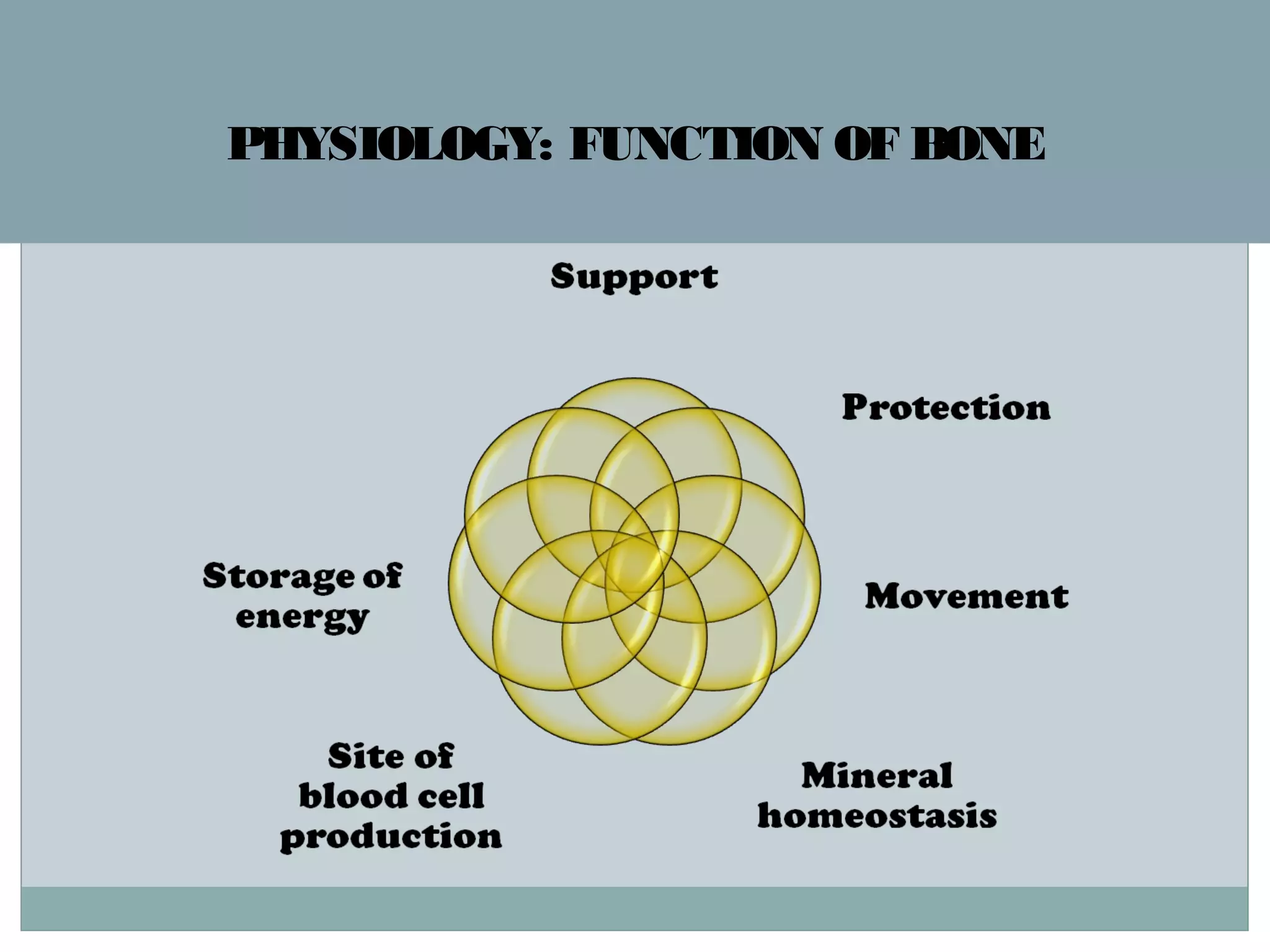 Bone physiology | PPT