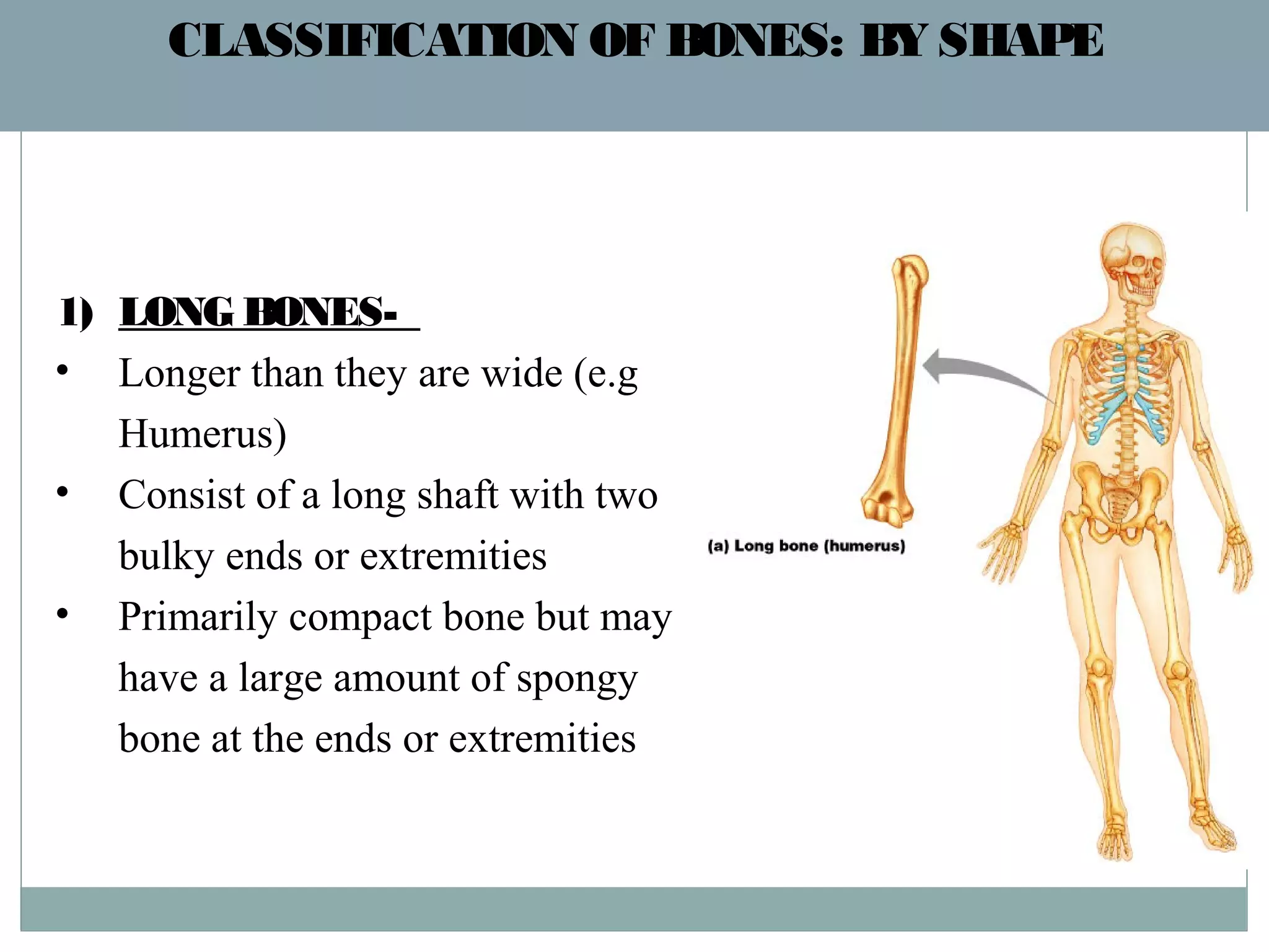Bone physiology | PPT