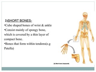 Bone physiology | PPT