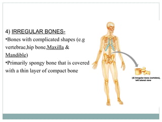 Bone physiology | PPT