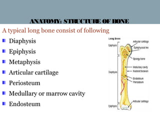 Bone physiology | PPT
