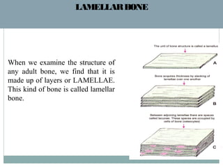 Bone physiology | PPT