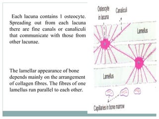 Bone physiology | PPT