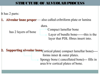 Bone physiology | PPT