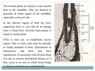 Bone physiology | PPT