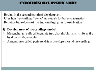 Bone physiology | PPT