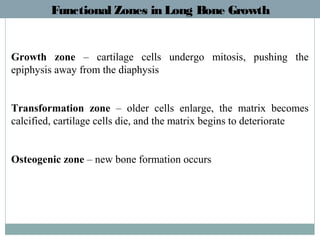 Bone physiology | PPT