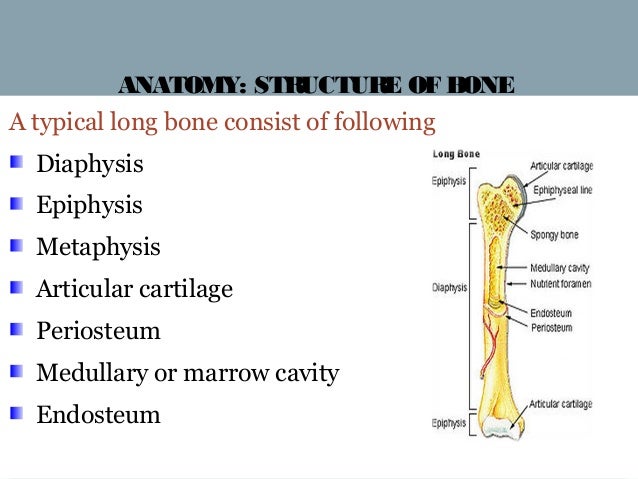 Bone physiology