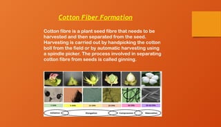 cotton fibre pptmhfkagfjagf,jgajfgjasgfjagjagjag | PPT