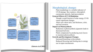 UV-B Induced Mutagenesis and Plant Responses | PPTX