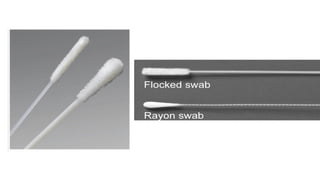 Pus Sample Collection & Processing (1).pptx