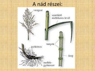 Pusztai klaudia: nád,fehér fűzfa, fekete nyárfa | PPTX