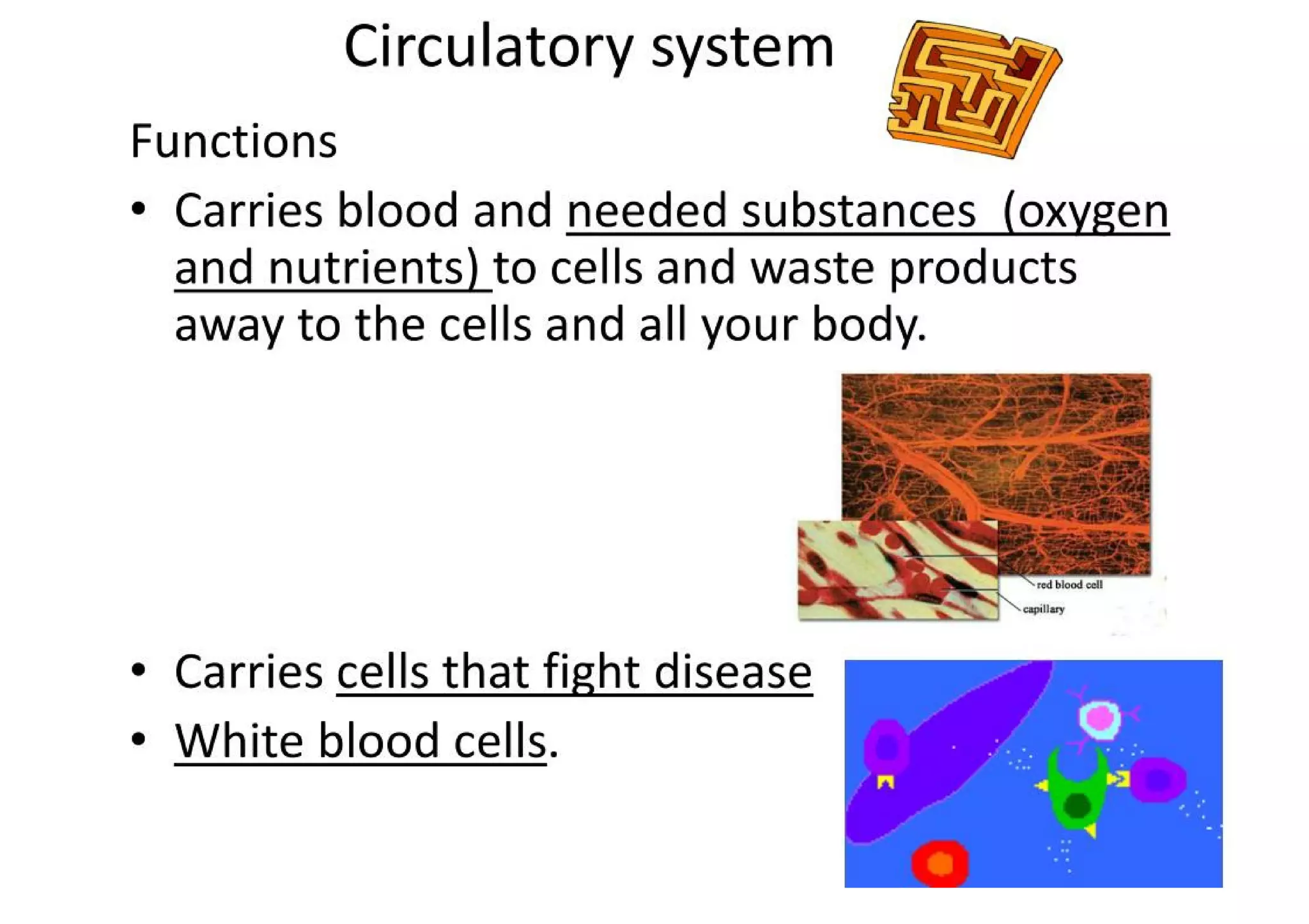 Put Correct System With The Picture (Write In Pencil) | PDF