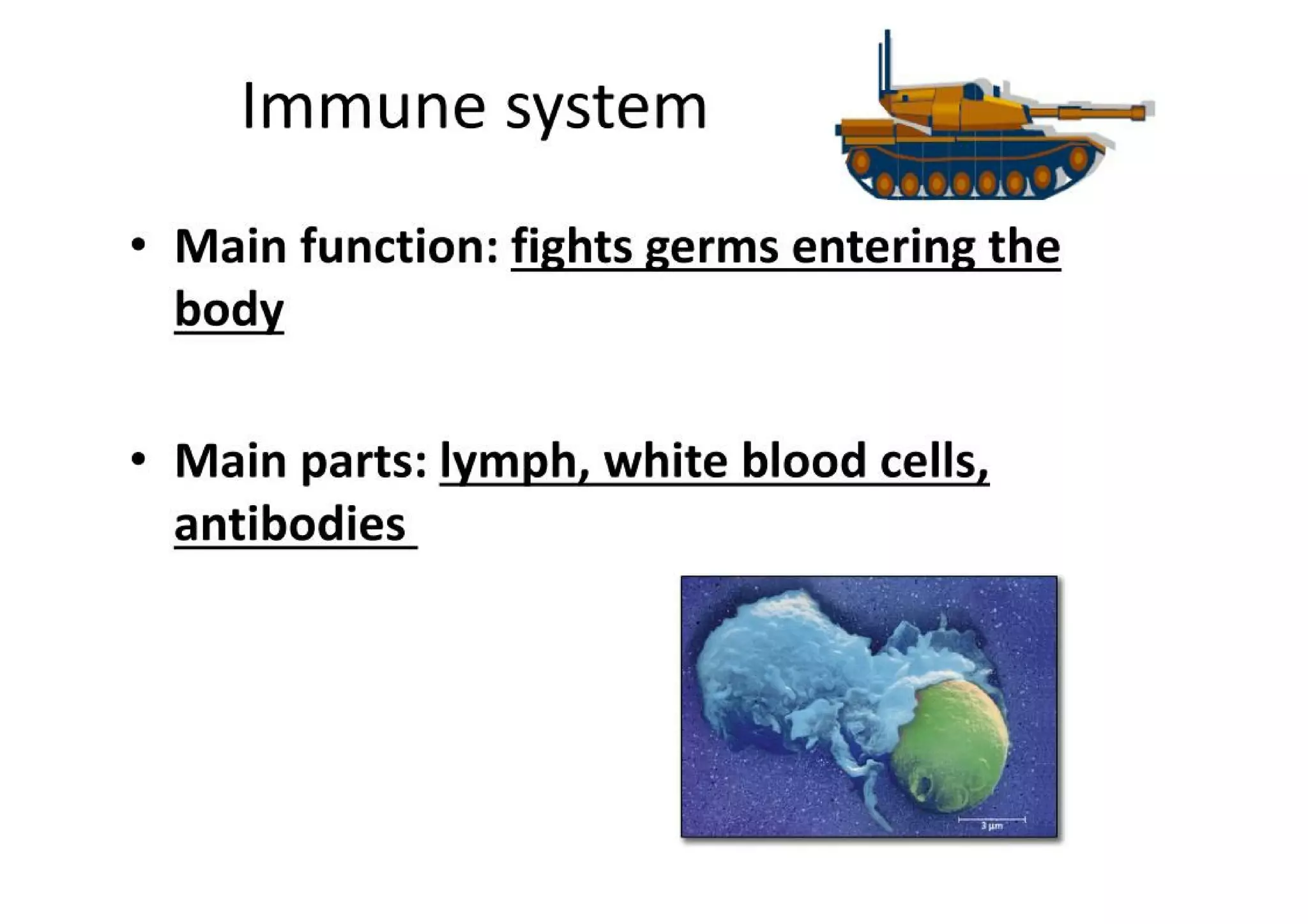 Put Correct System With The Picture (Write In Pencil) | PDF