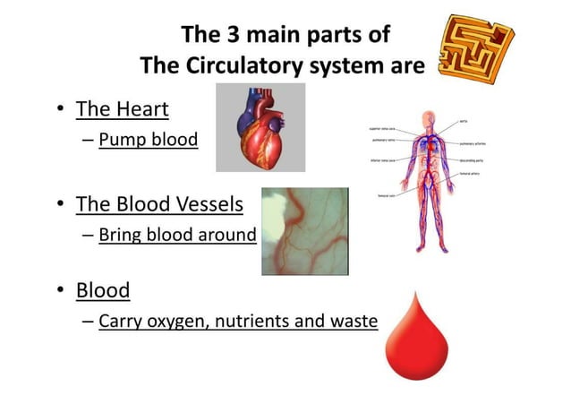 Put Correct System With The Picture (Write In Pencil) | PDF
