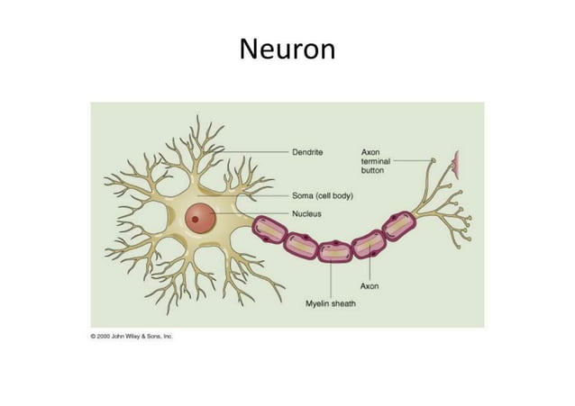 Put Correct System With The Picture (Write In Pencil) | PDF