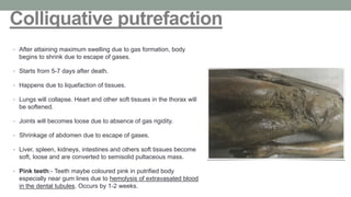 Putrefaction Bloating