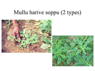 Forest Food | PPT