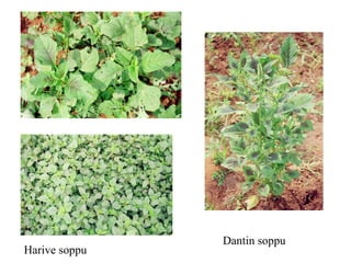 Forest Food | PPT