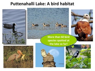 Puttenahalli lake-The people's lake(PNILT)_Usha Rajagopalan_2013 | PPT