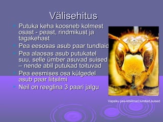 Putukad ppt(anna abi.ee) | PPT