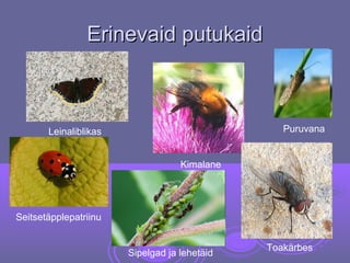 Putukad ppt(anna abi.ee) | PPT