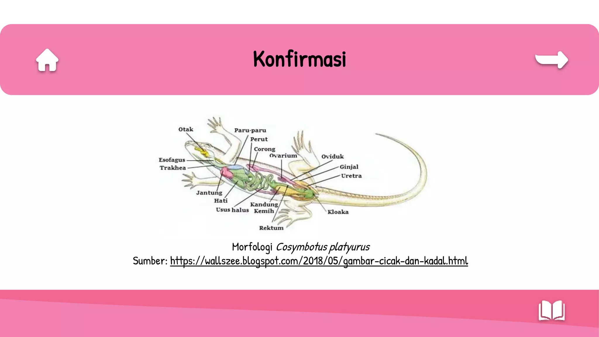 Putusnya Ekor Cicak (Autotomi) | PPTX