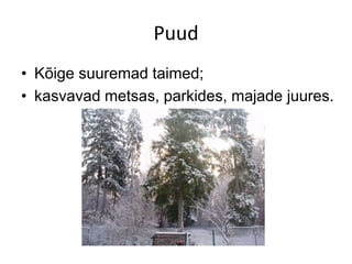 Puud | PPTX
