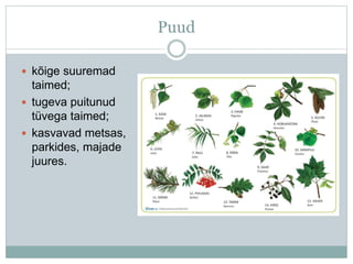 Puud | PPTX