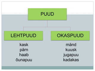 Puud | PPTX
