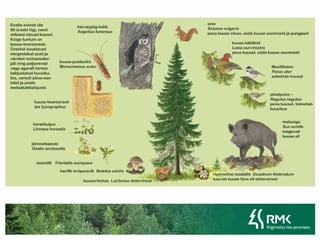 Puudest algab mets2 | PPT