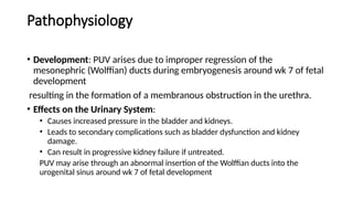 puv last draft: Posterior Urethral Valve (PUV) – Overview 1. | PPT