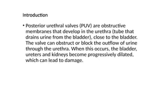 puv last draft: Posterior Urethral Valve (PUV) – Overview 1. | PPT
