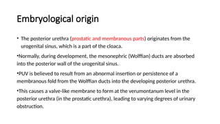 puv last draft: Posterior Urethral Valve (PUV) – Overview 1. | PPT
