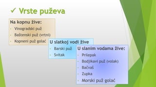 Puzevi prezentacija | PPTX
