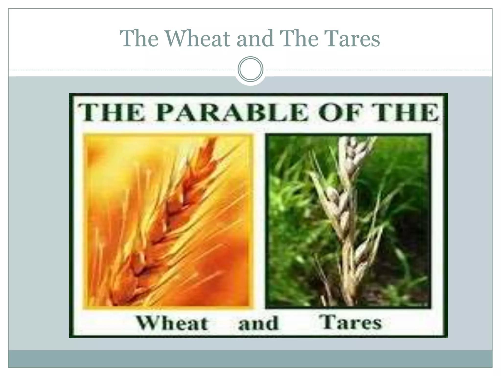 Puzzling parables the wheat and the tares - laindon - 180919 mike cruse ...