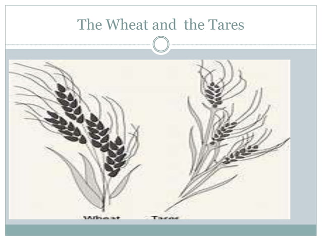 Puzzling parables the wheat and the tares - laindon - 180919 mike cruse ...