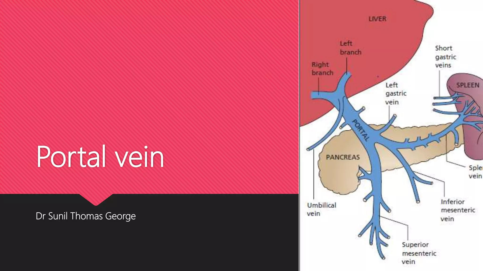 Portal Vein | PPTX