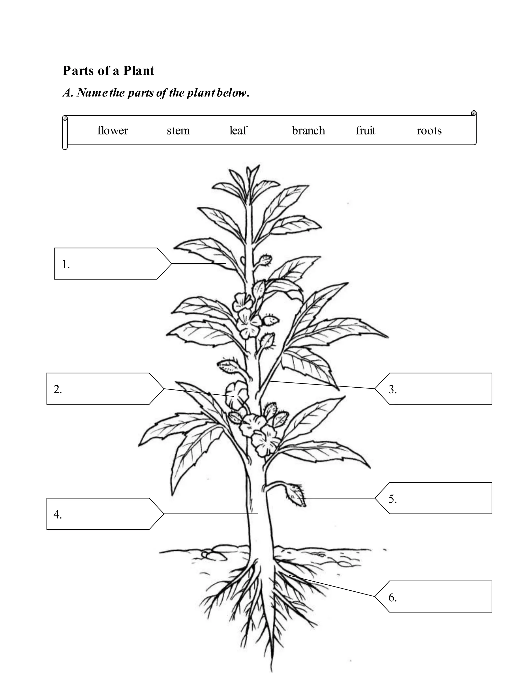 Science year 1 | DOC