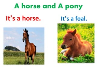 Farm Animals & Babies | PPTX