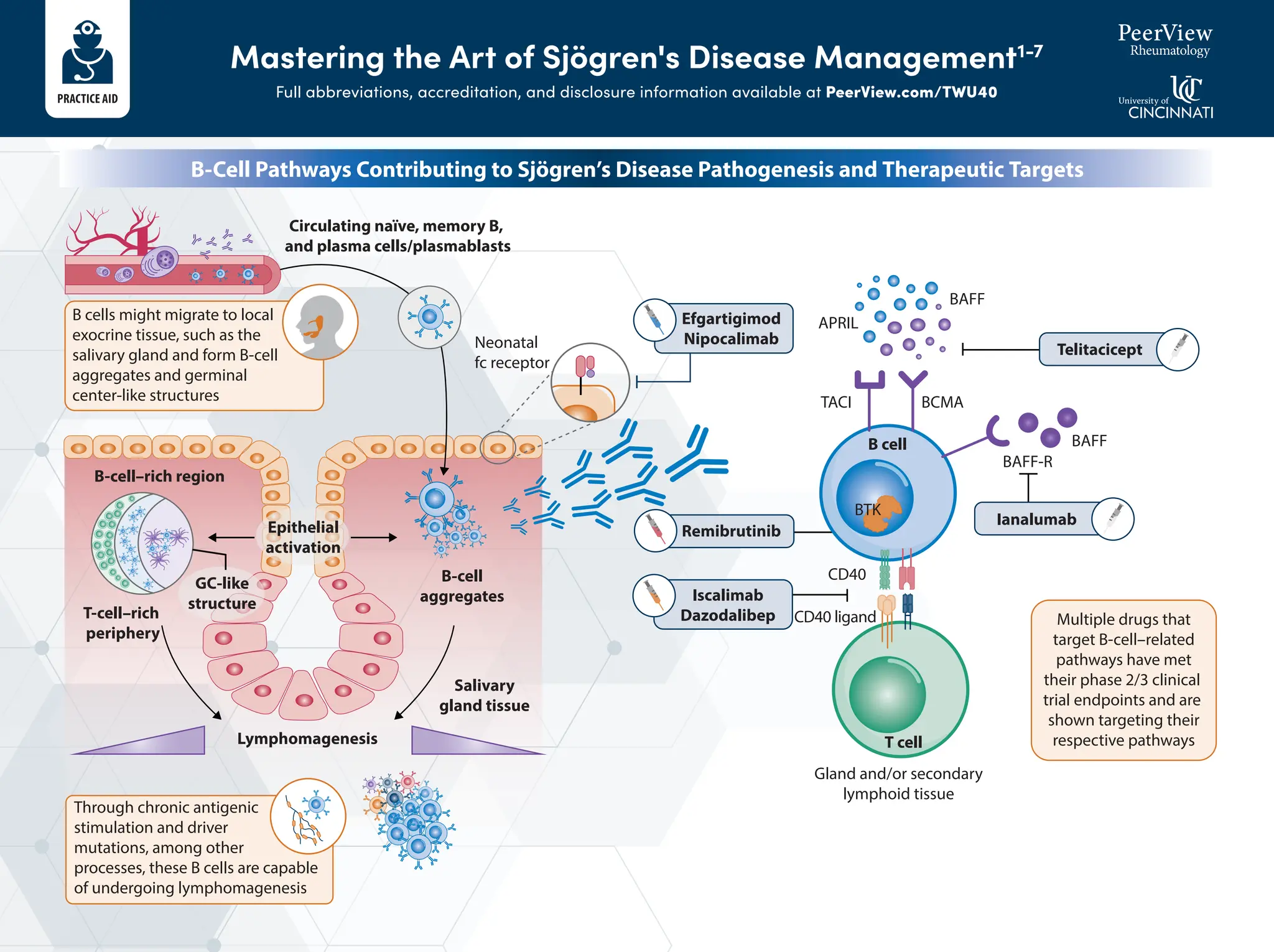Beneath the Surface of Sjögren’s Disease: Understanding Systemic Impact ...