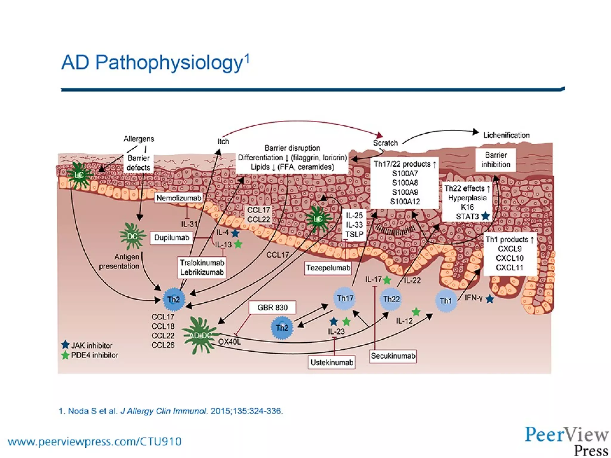 Insights Into the Pathophysiology of Atopic Dermatitis: Setting the ...