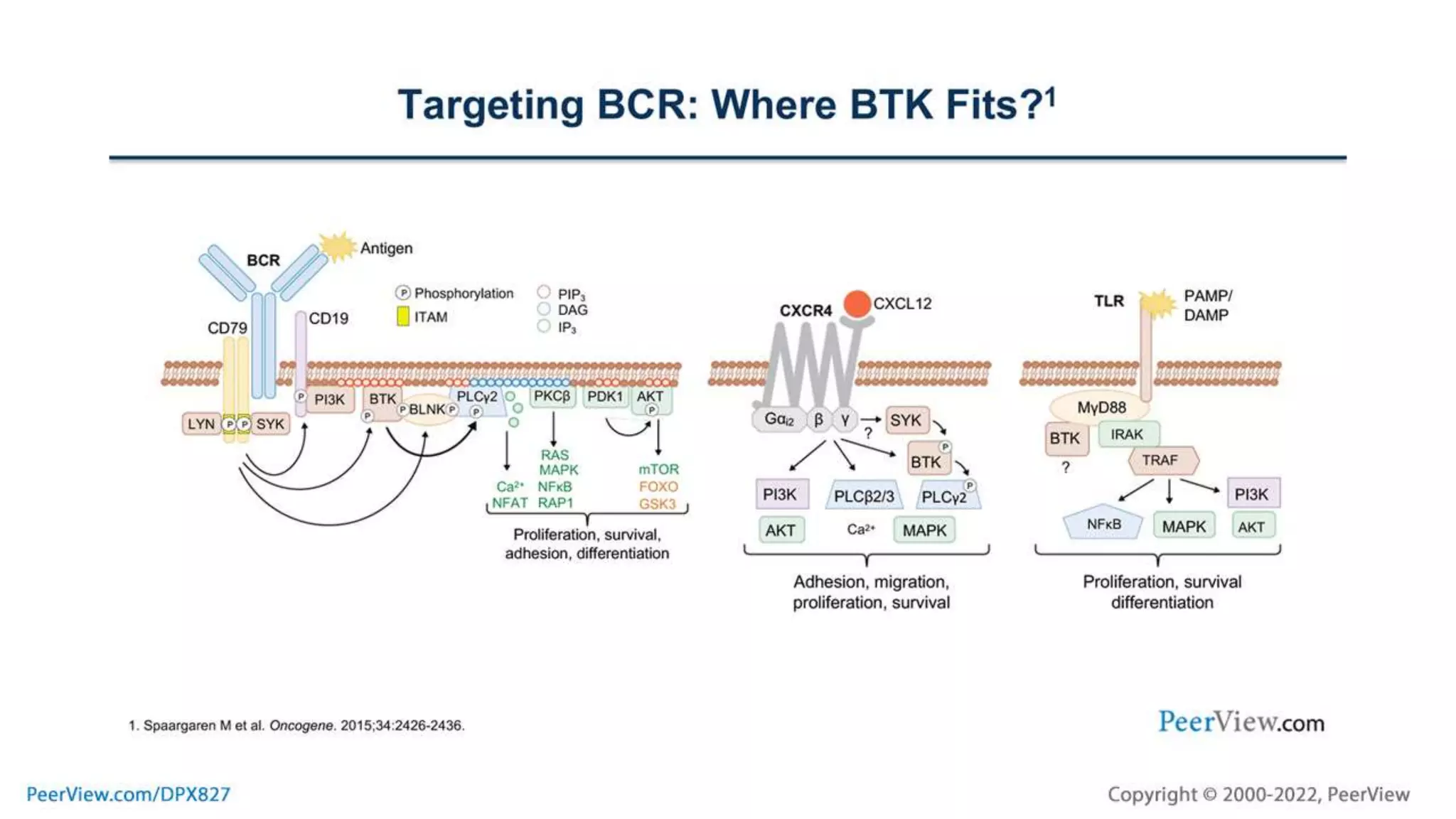 New Rules for BTK Inhibitors in CLL: Benchmarks for Evidence-Based ...