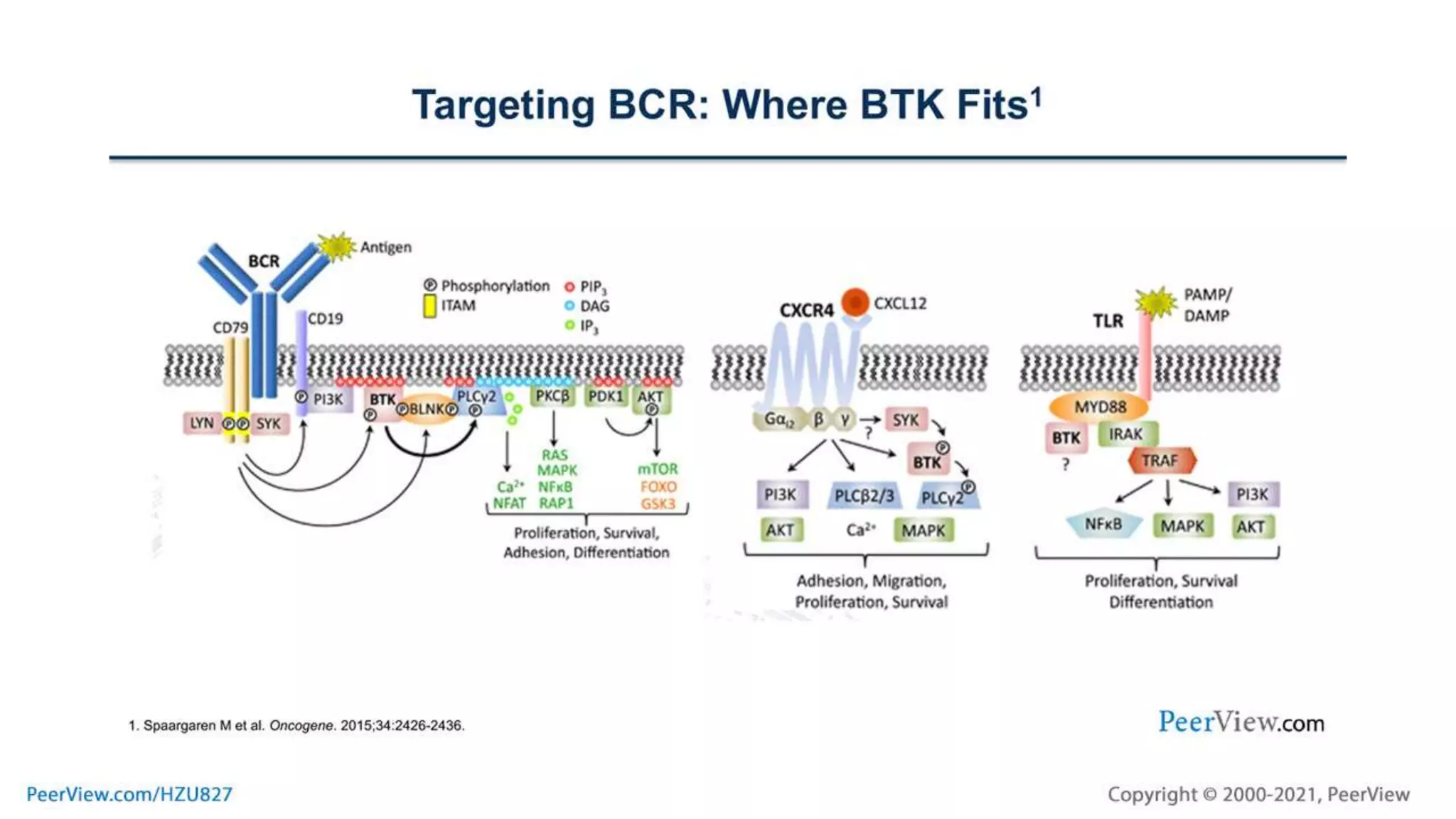Customizing Care in CLL With BTK Inhibitors: Evidence and Applications ...