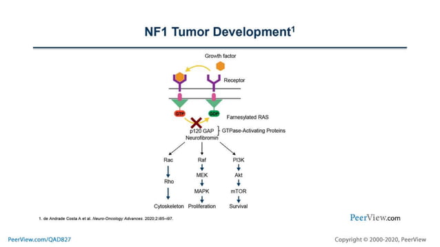 Targeting the RAS/MAPK Pathway in Neurofibromatosis Type 1 and ...