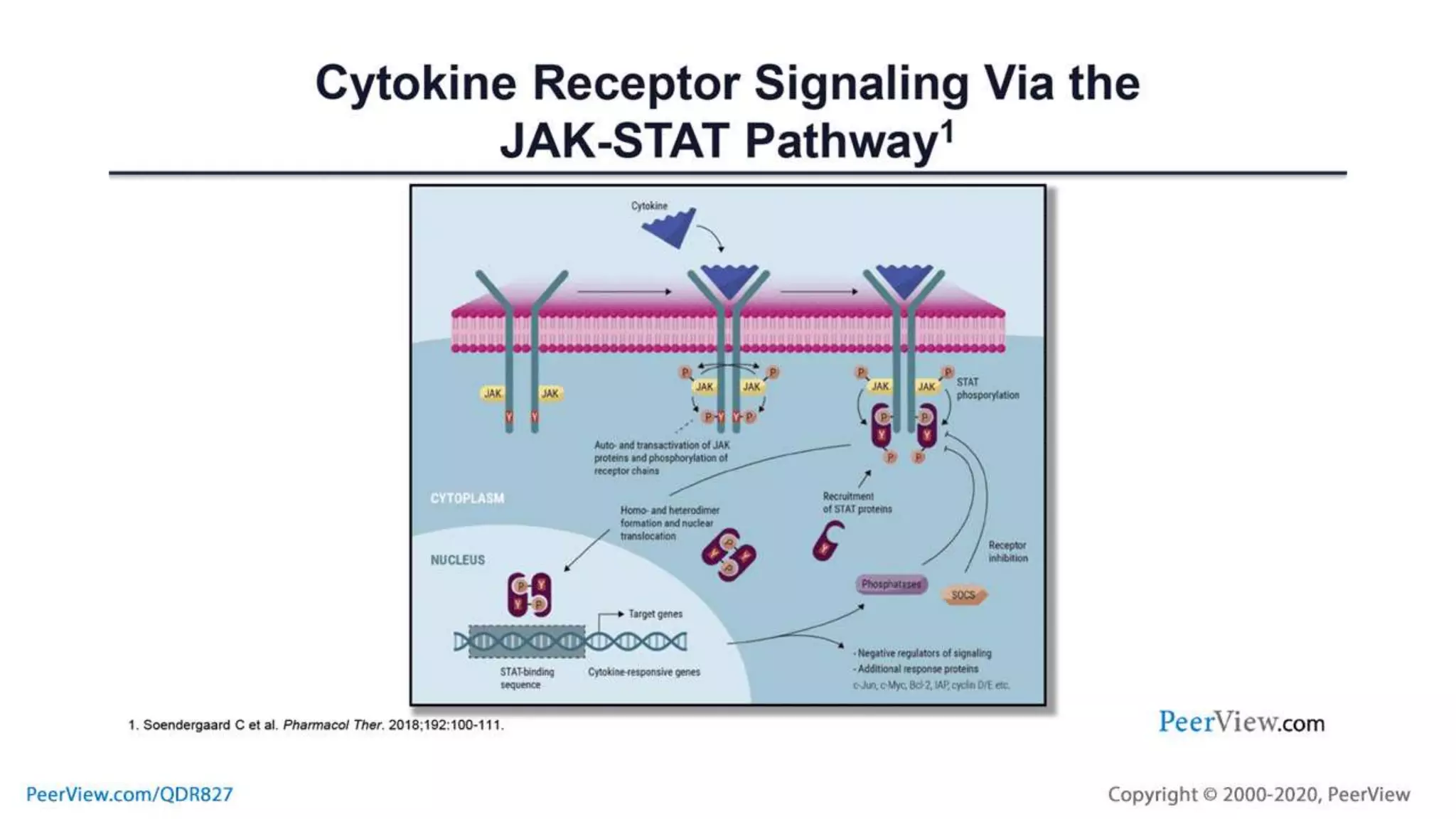Transforming the Management of Inflammatory Bowel Disease: A Closer Look at the Role of JAK ...