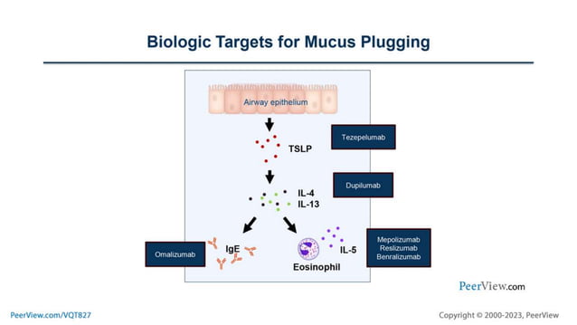 Beyond Airway Inflammation: Examining the Potential Clinical Utility of ...