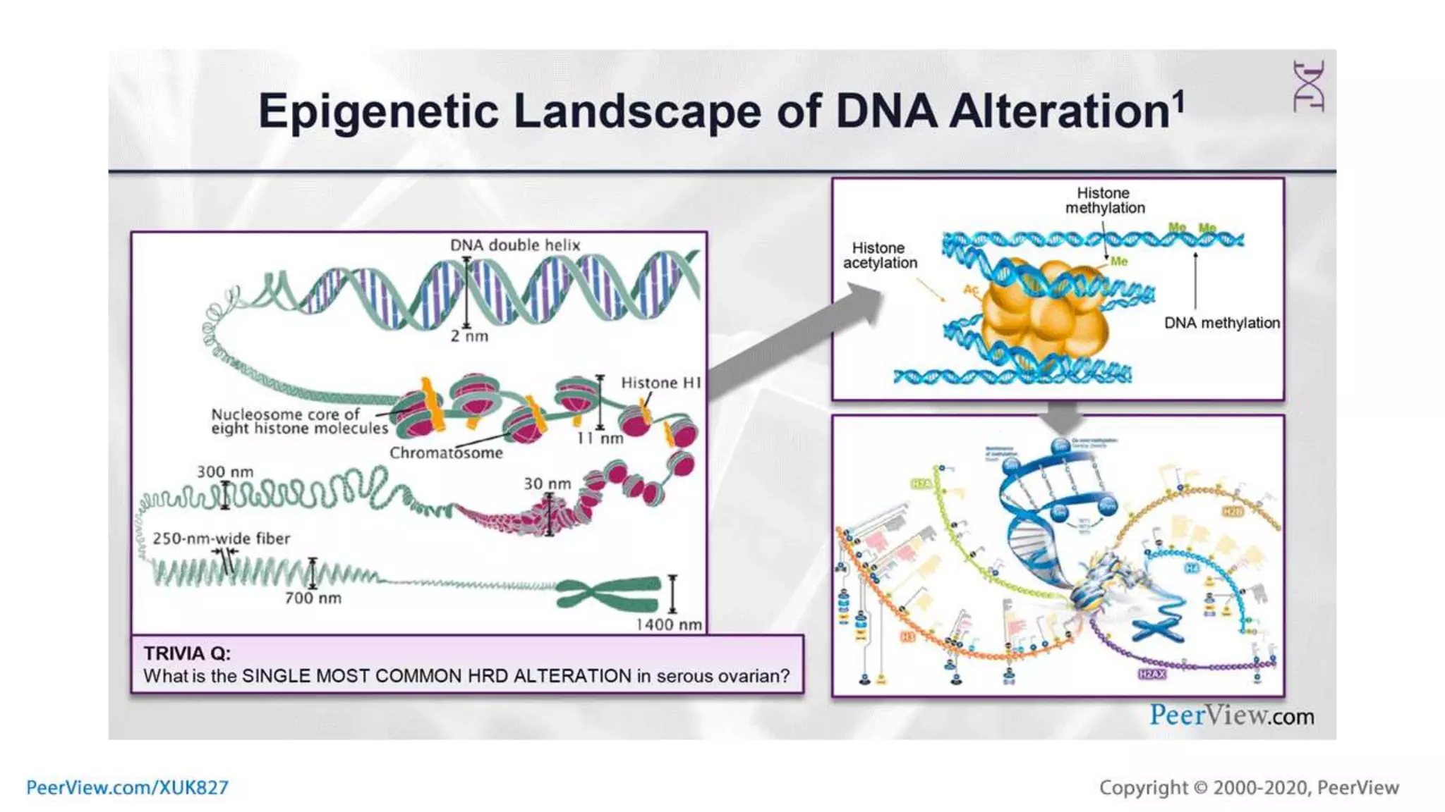 Targeting Pathogenic Mutations in the DNA Damage Response Pathway ...