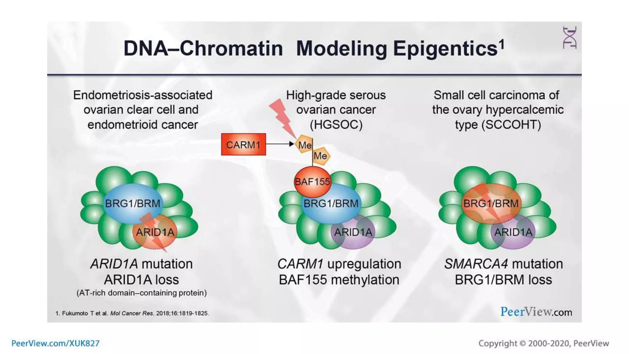 Targeting Pathogenic Mutations in the DNA Damage Response Pathway ...